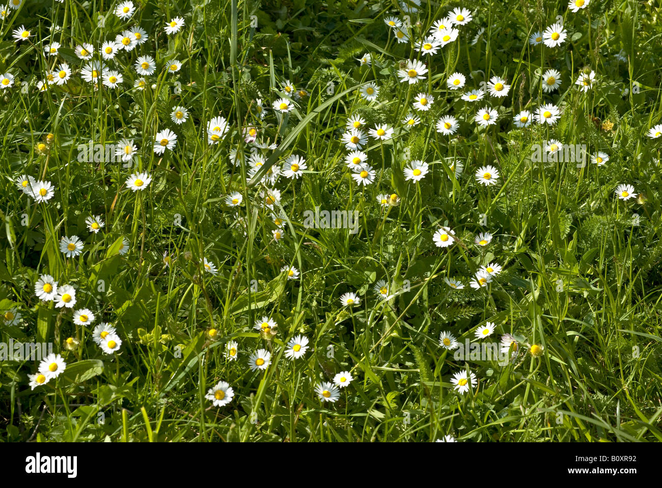 Eternal greenery hi-res stock photography and images - Alamy