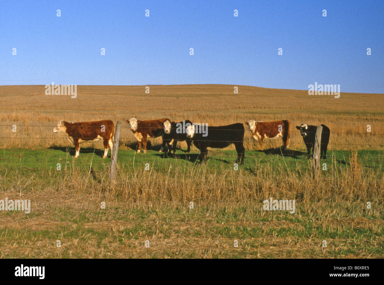 Dairy cows, Ft. Worth, Texas Stock Photo - Alamy