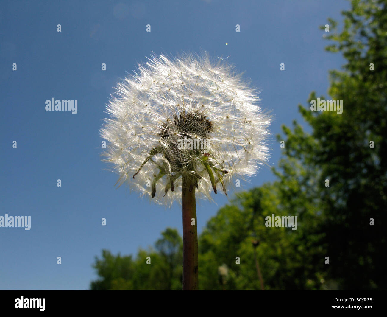 Dandelion seed head Stock Photo - Alamy