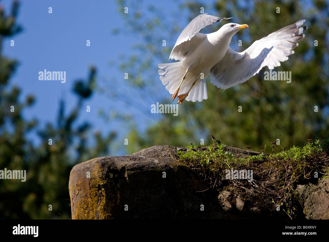 Bird taking off outdoors hi-res stock photography and images - Alamy