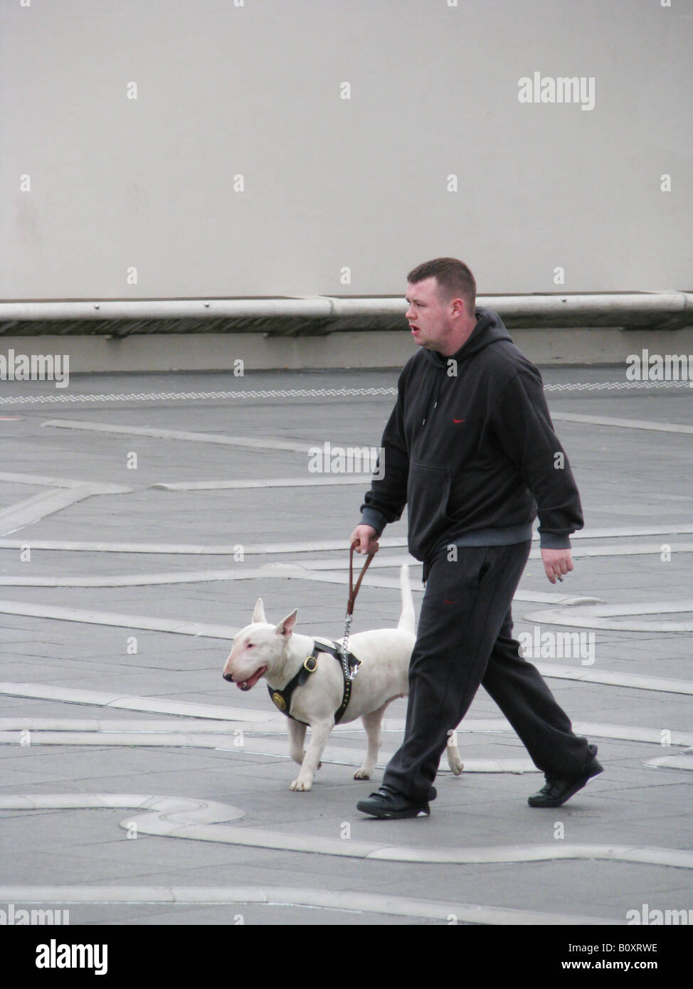 English Bull Terriers High Resolution Stock Photography and Images - Alamy