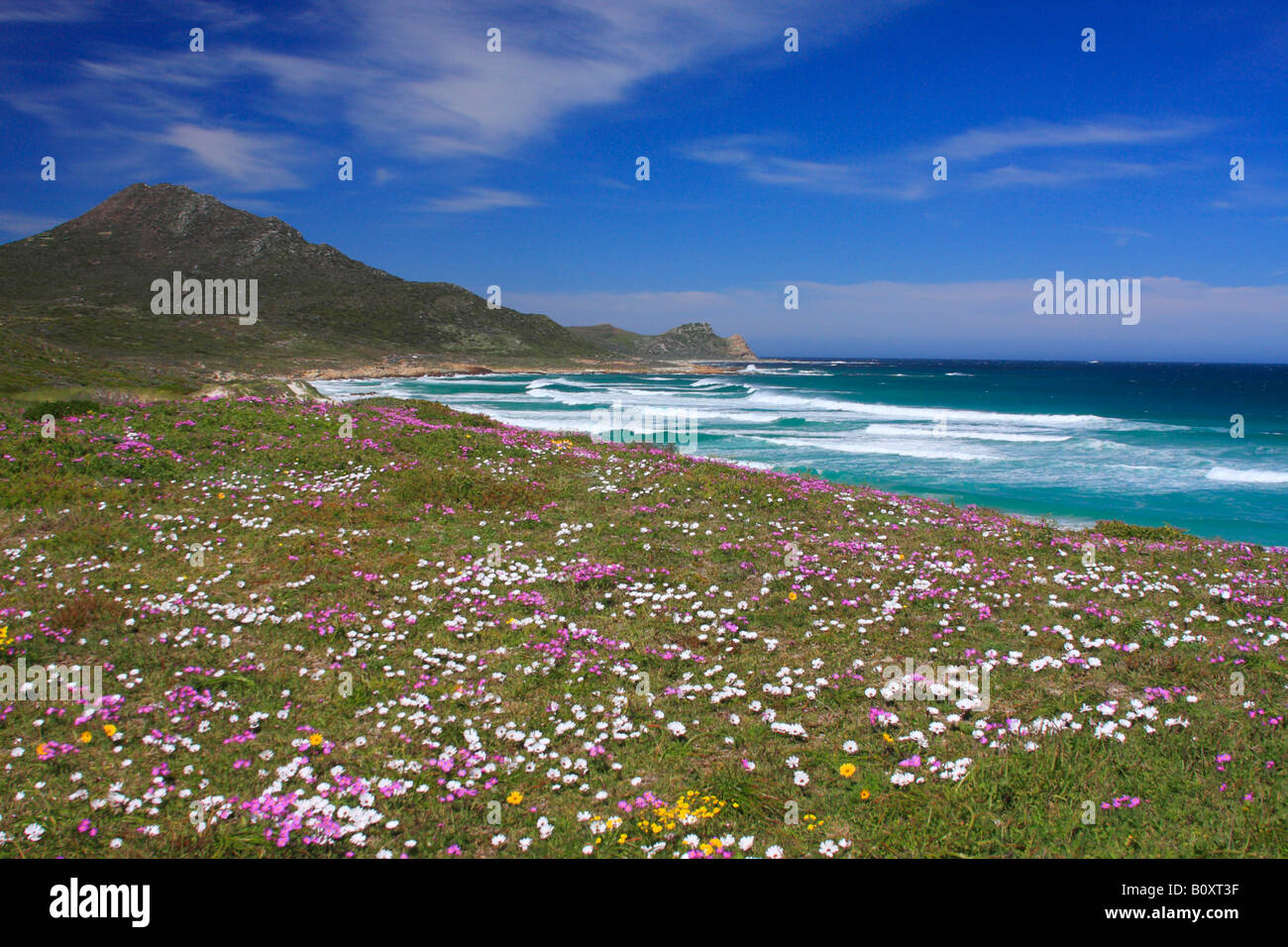 African Daisy, Lavender African Daisy, Norlindh freeway daisy ...