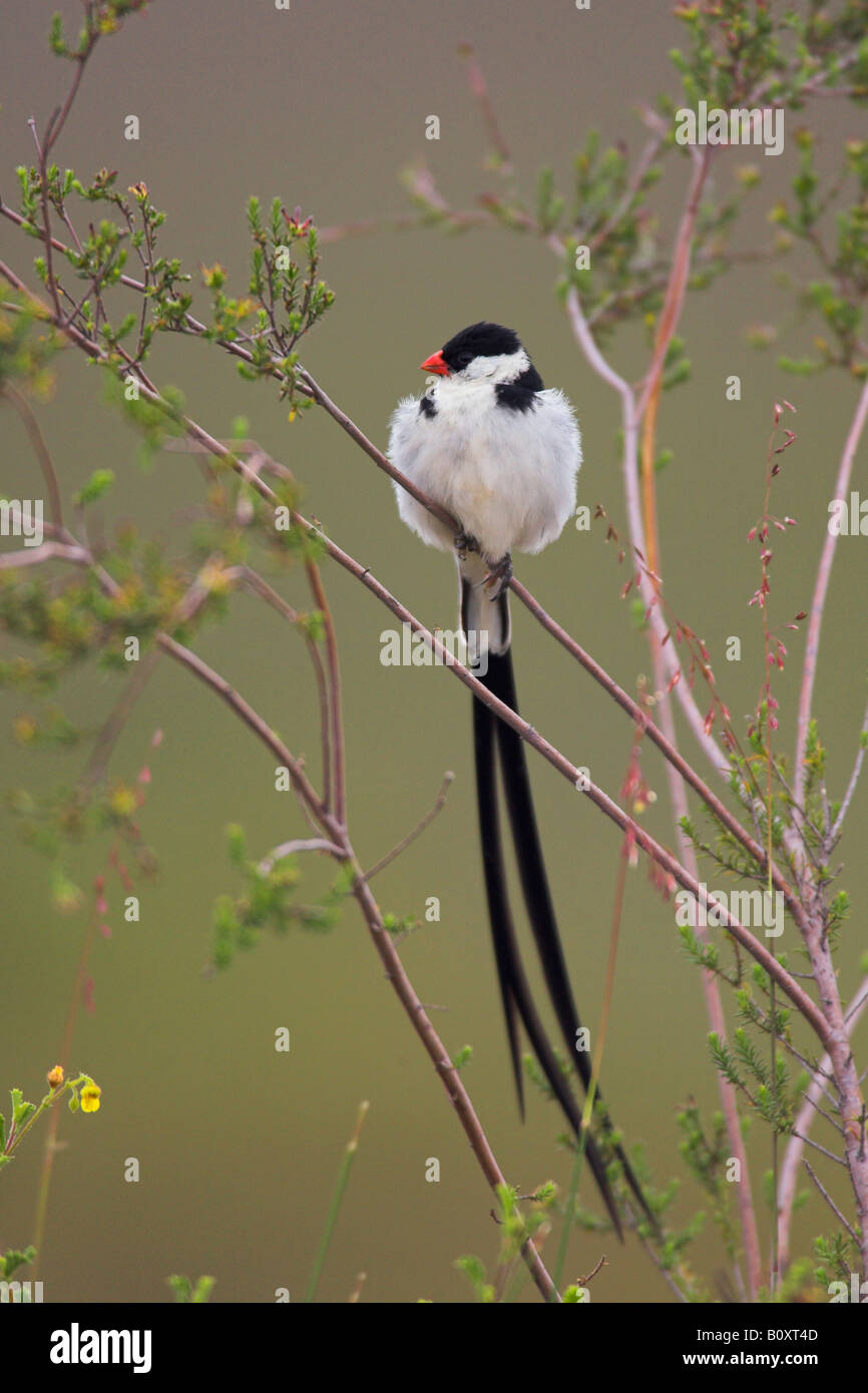pin-tailed whydah (Vidua macroura), male, South Africa, Cape Province ...