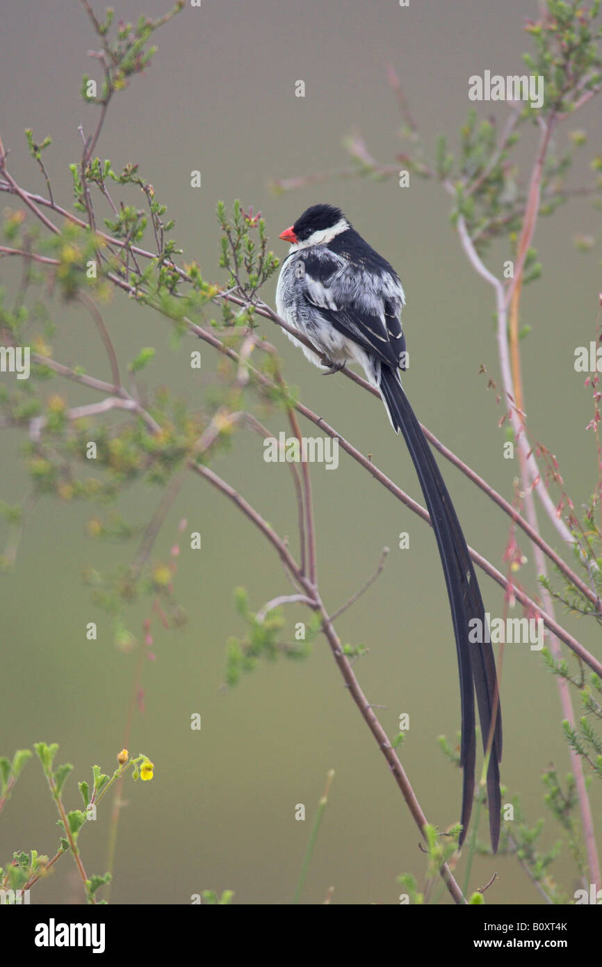 pin-tailed whydah (Vidua macroura), male, South Africa, Cape Province ...