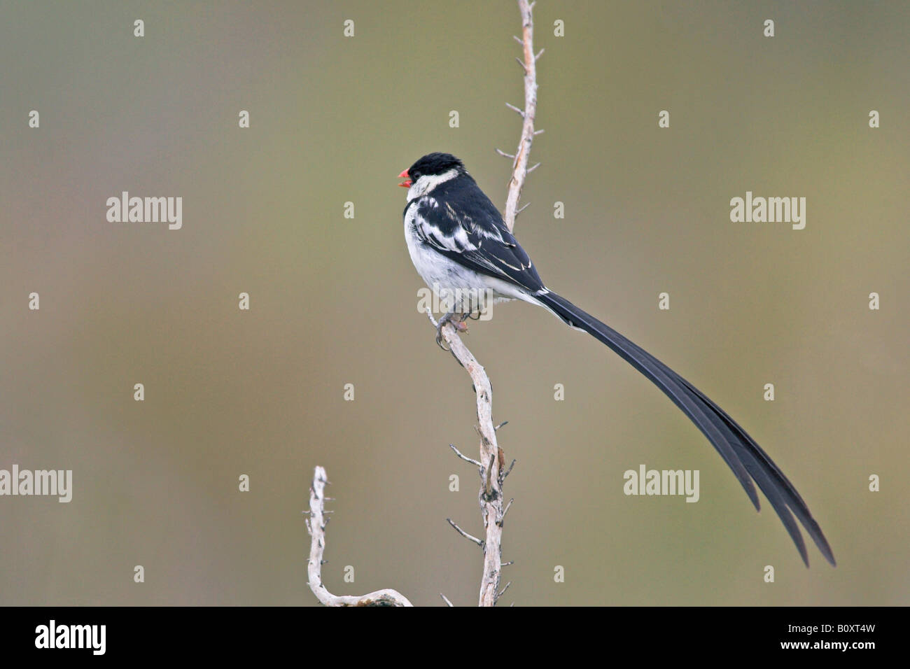 pin-tailed whydah (Vidua macroura), male, South Africa, Cape Province ...