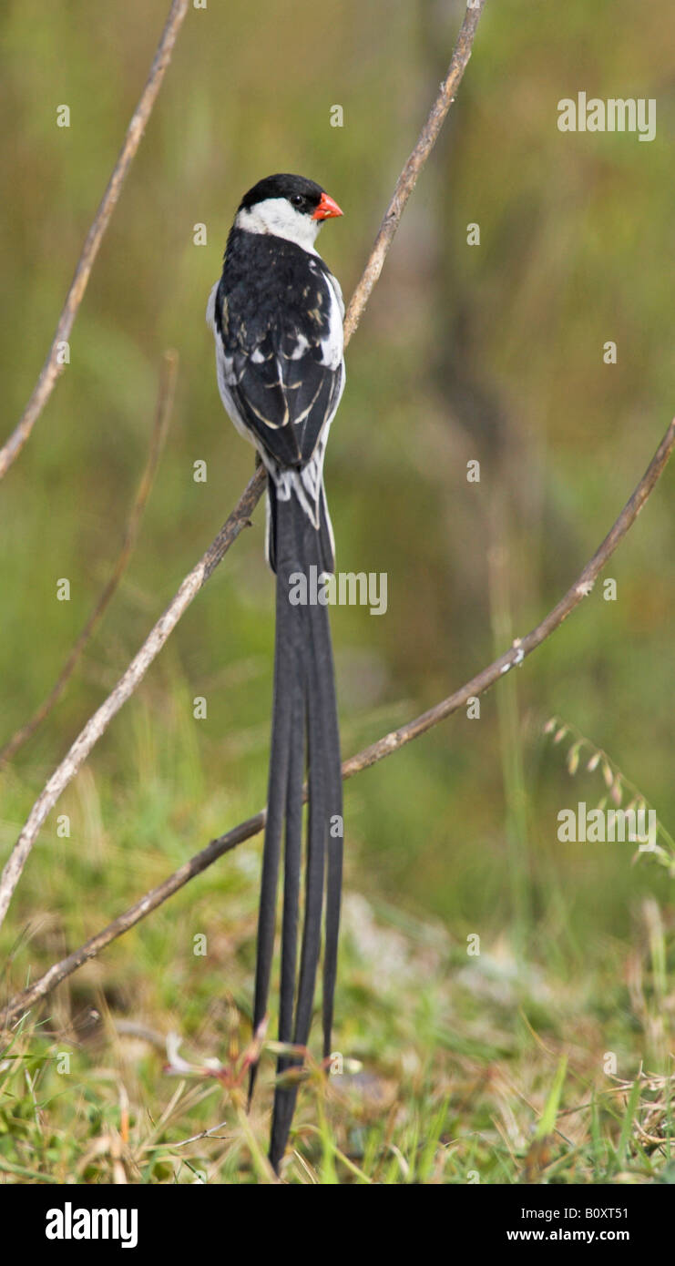 pin-tailed whydah (Vidua macroura), male, South Africa, Cape Province ...