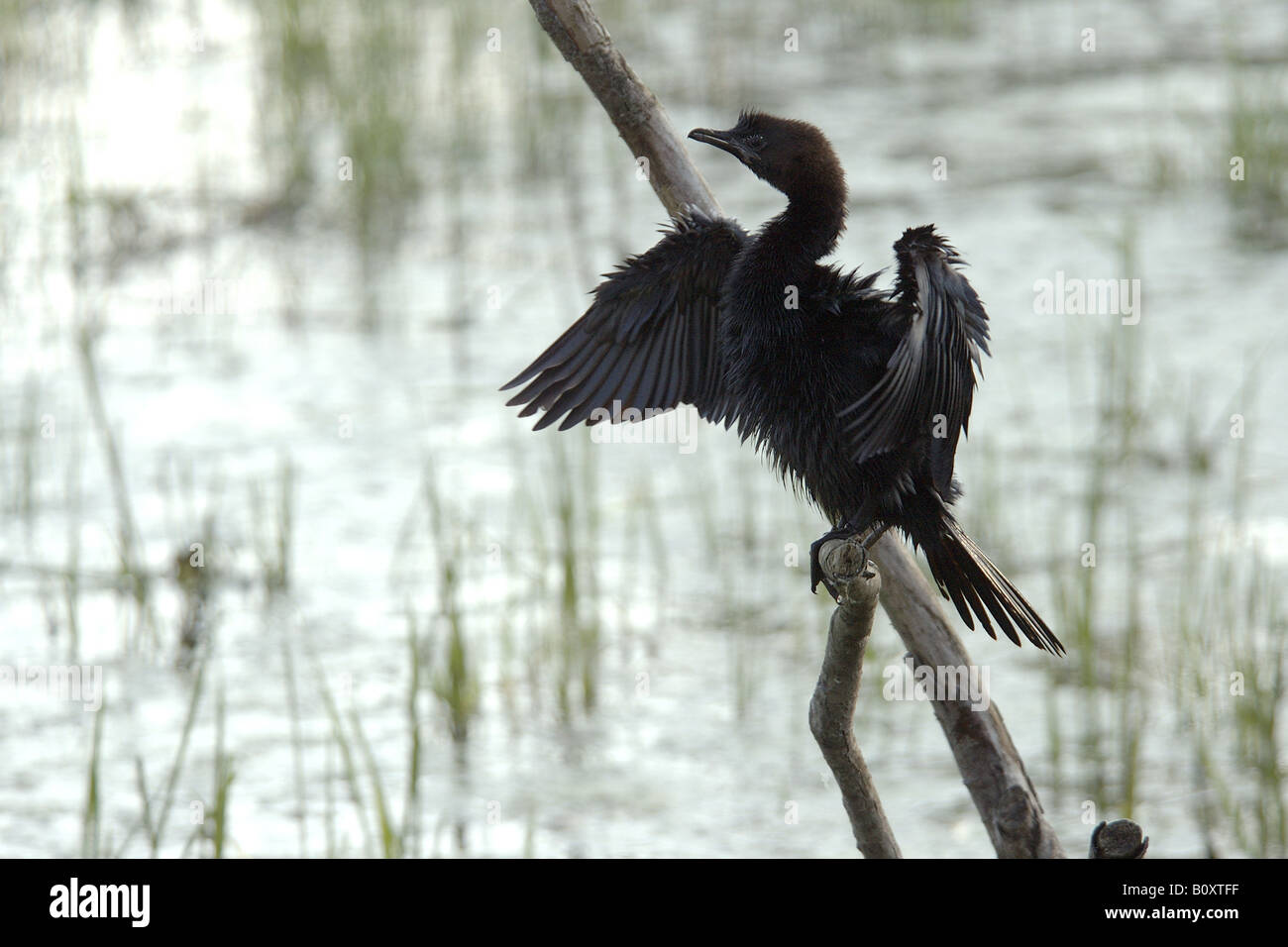 Marangone minore Phalacrocorax pygmaeus pond bog swamp stagno palude su ...
