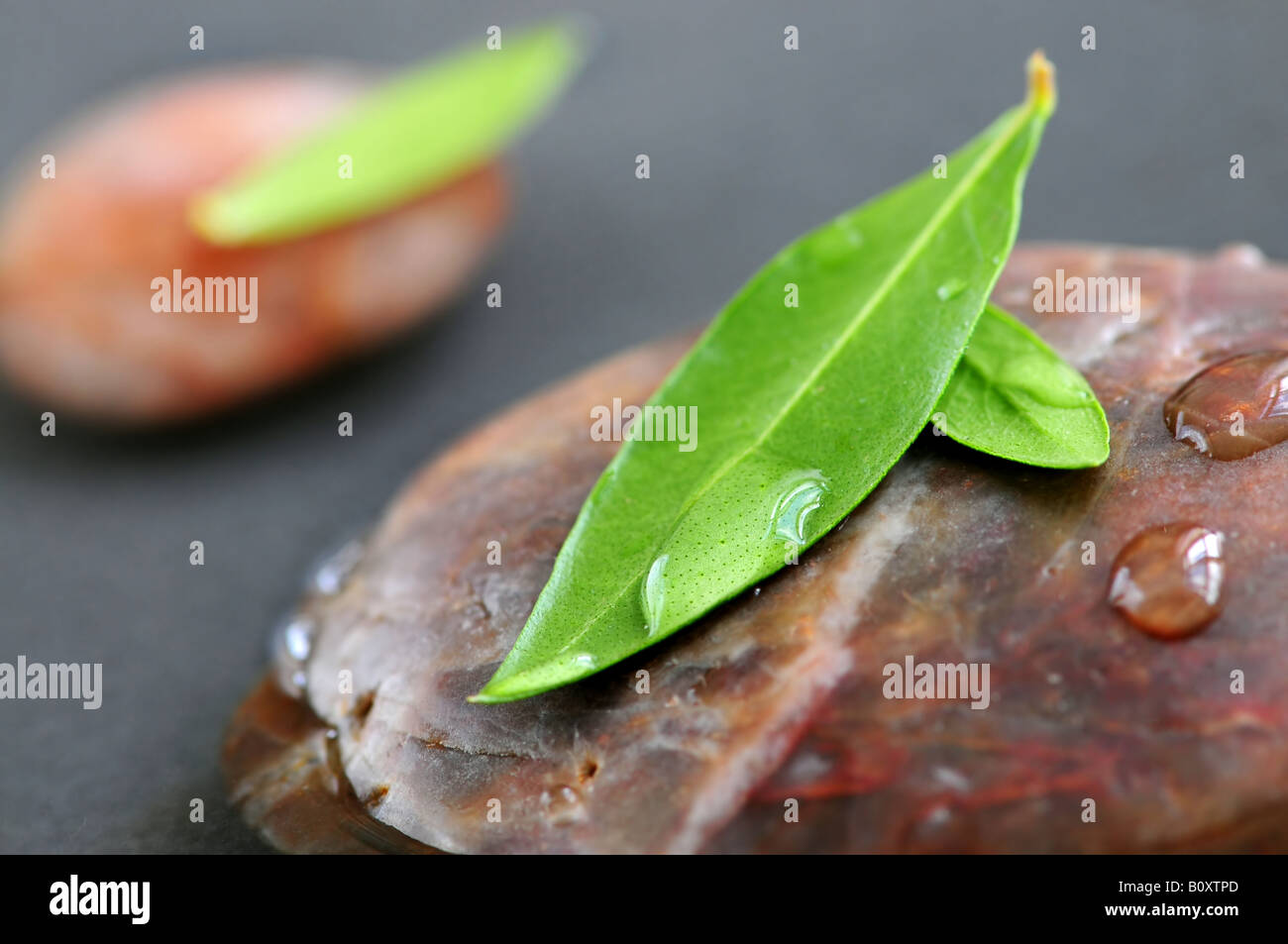 Stones submerged in water with green leaves and water drops Stock Photo ...