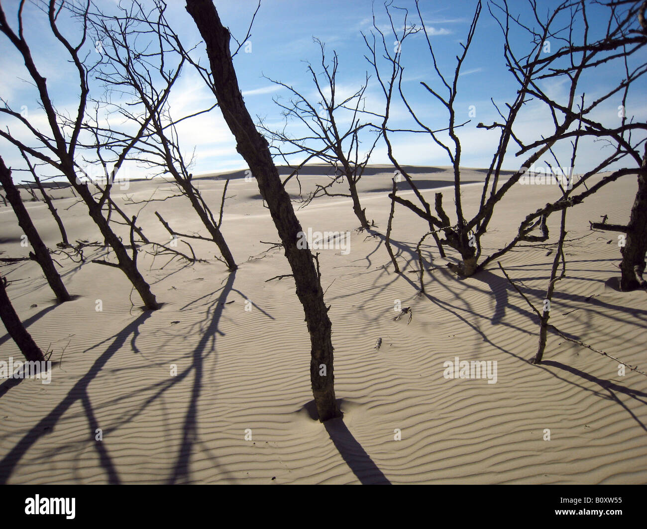 Dead trees on a wandering dune hi-res stock photography and images - Alamy