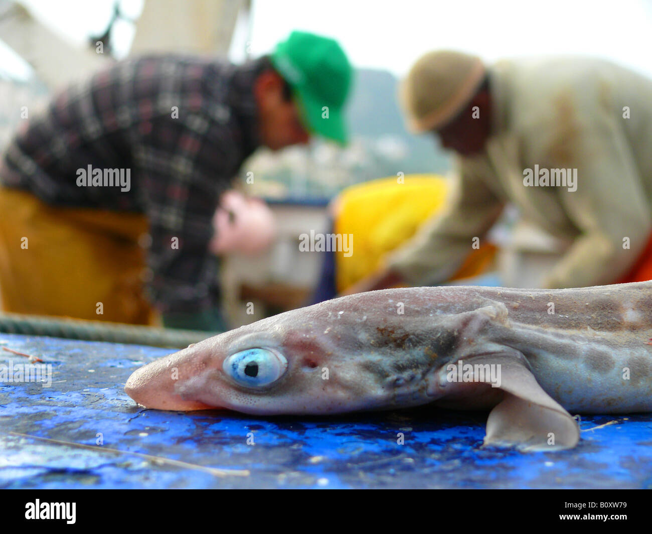 lesser spotted dogfish, smallspotted dogfish, rough hound, smallspotted ...