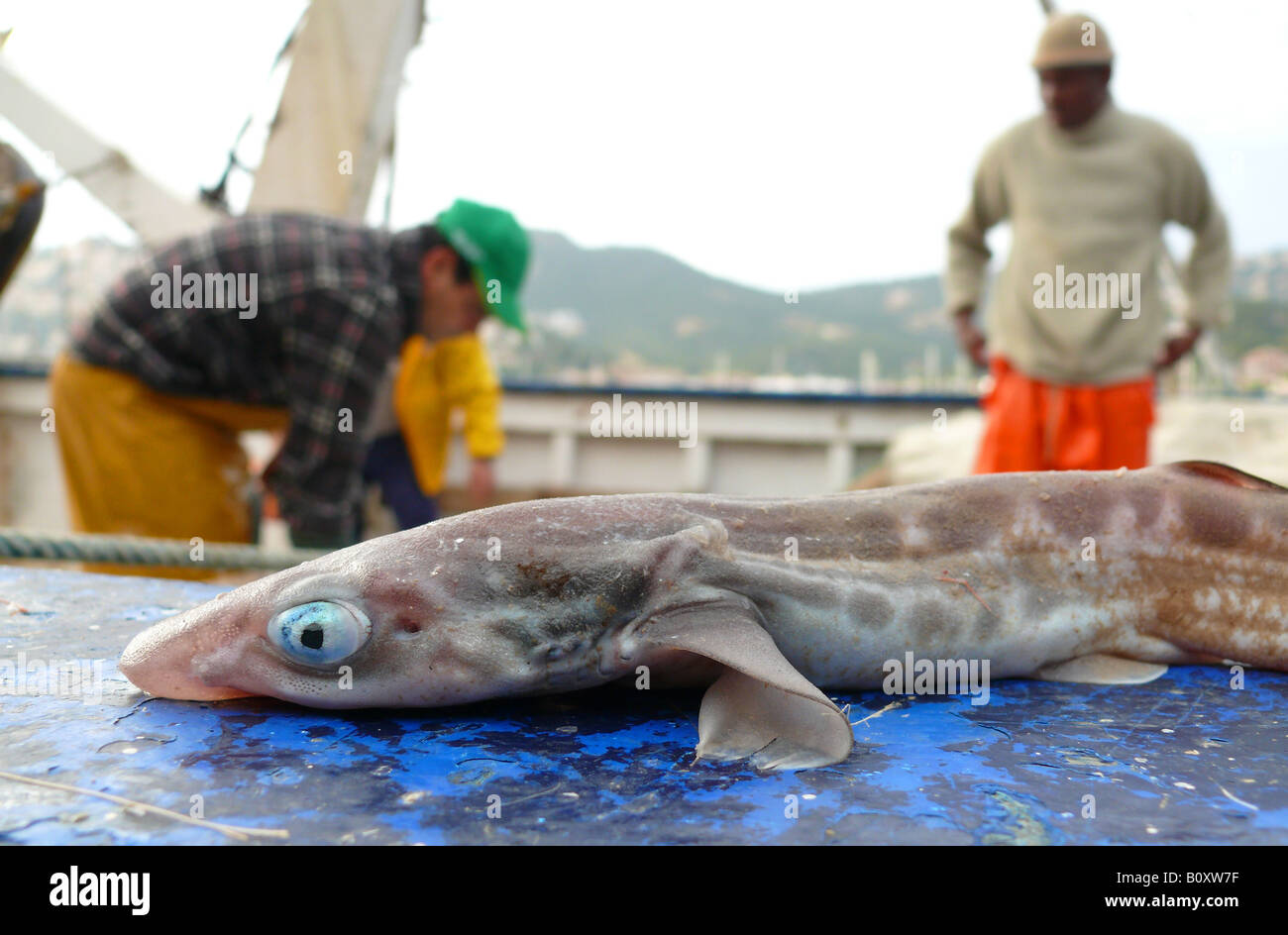 lesser spotted dogfish, smallspotted dogfish, rough hound, smallspotted ...