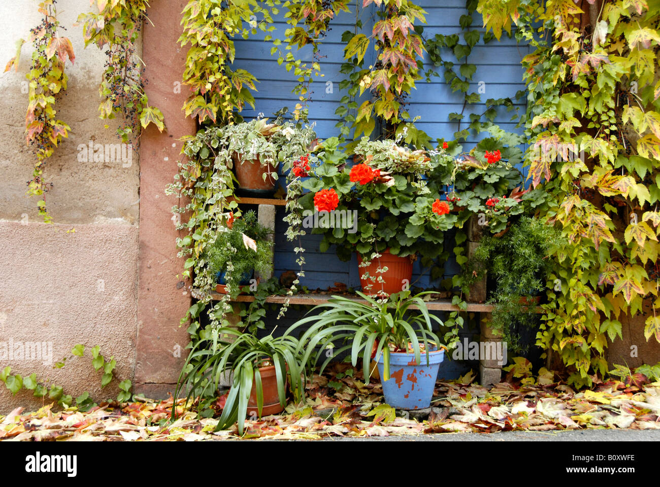 Flower pots in front of cladding hi-res stock photography and images ...