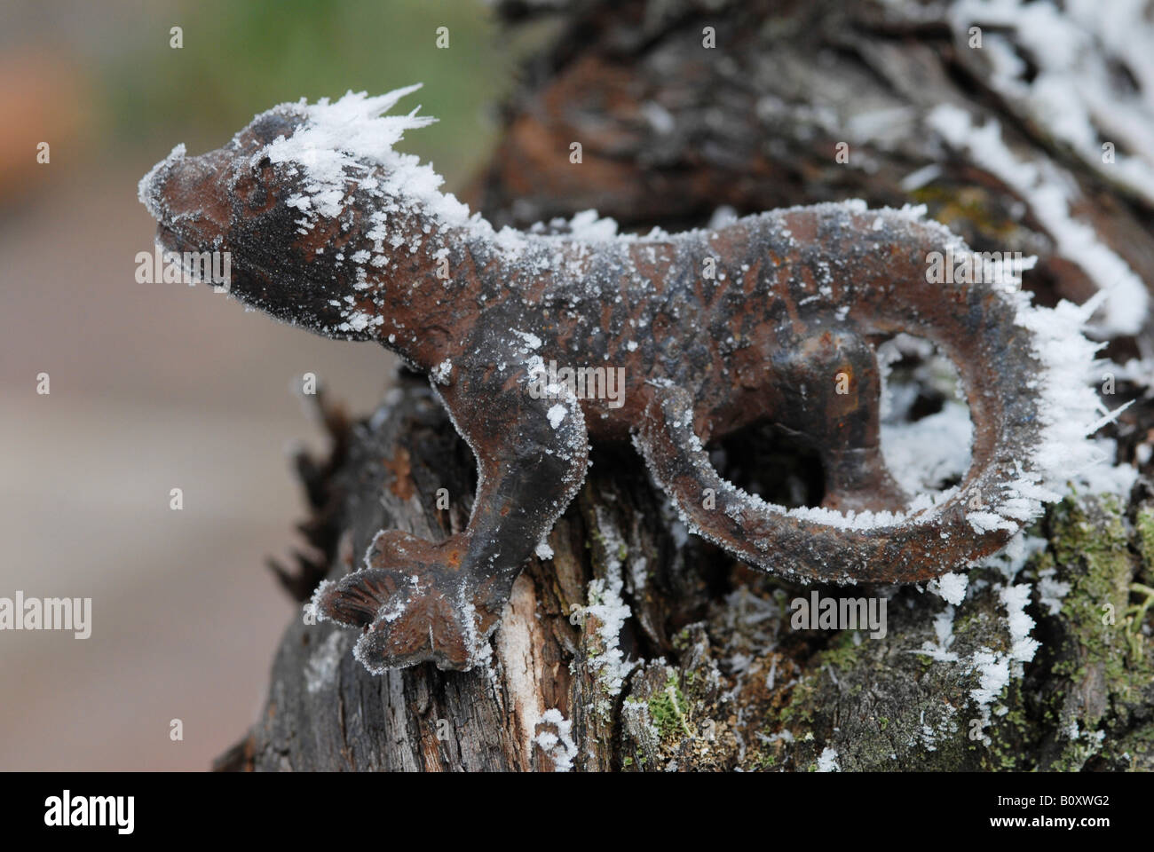 Hoar Frost Close Up Metal High Resolution Stock Photography and Images ...
