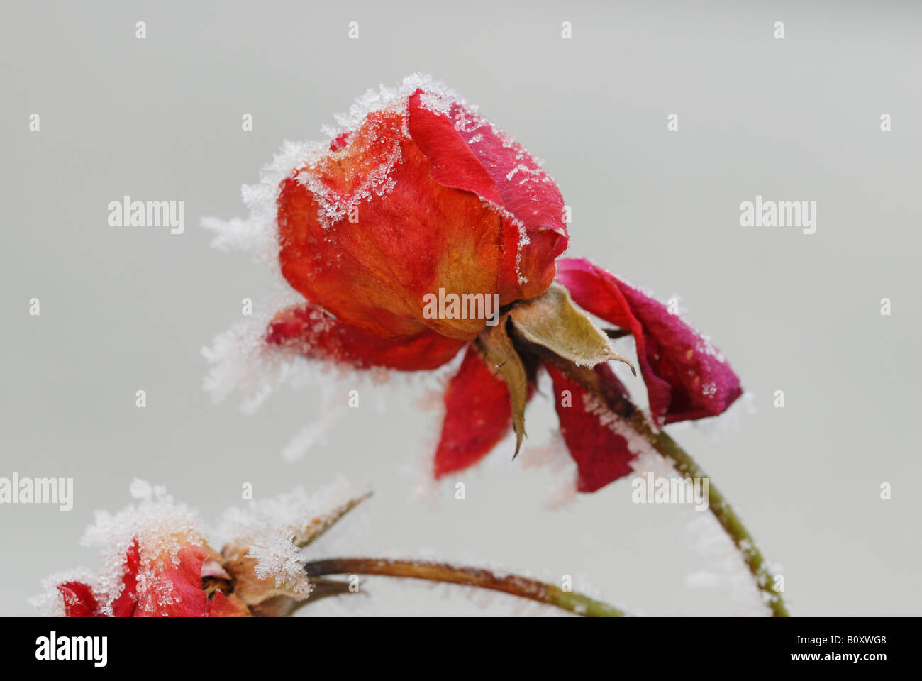 ornamental rose rose (Rosa spec.), rose with hoar frost Stock Photo - Alamy