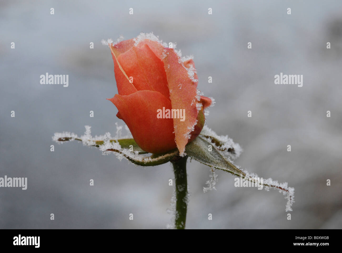 ornamental rose (Rosa spec.), rose with hoar frost Stock Photo - Alamy