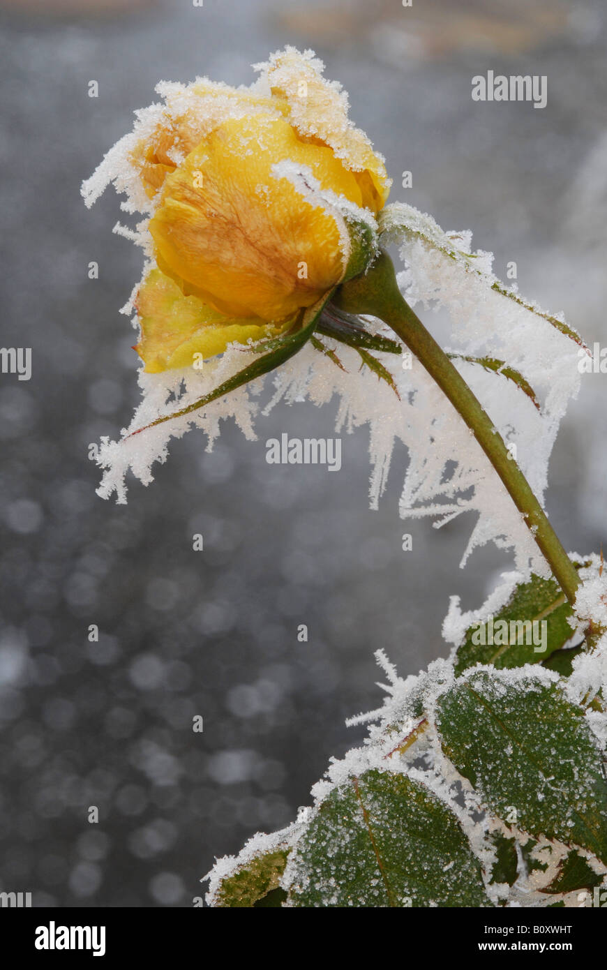 ornamental rose (Rosa odorata hybrida), garden rose with hoar frost ...