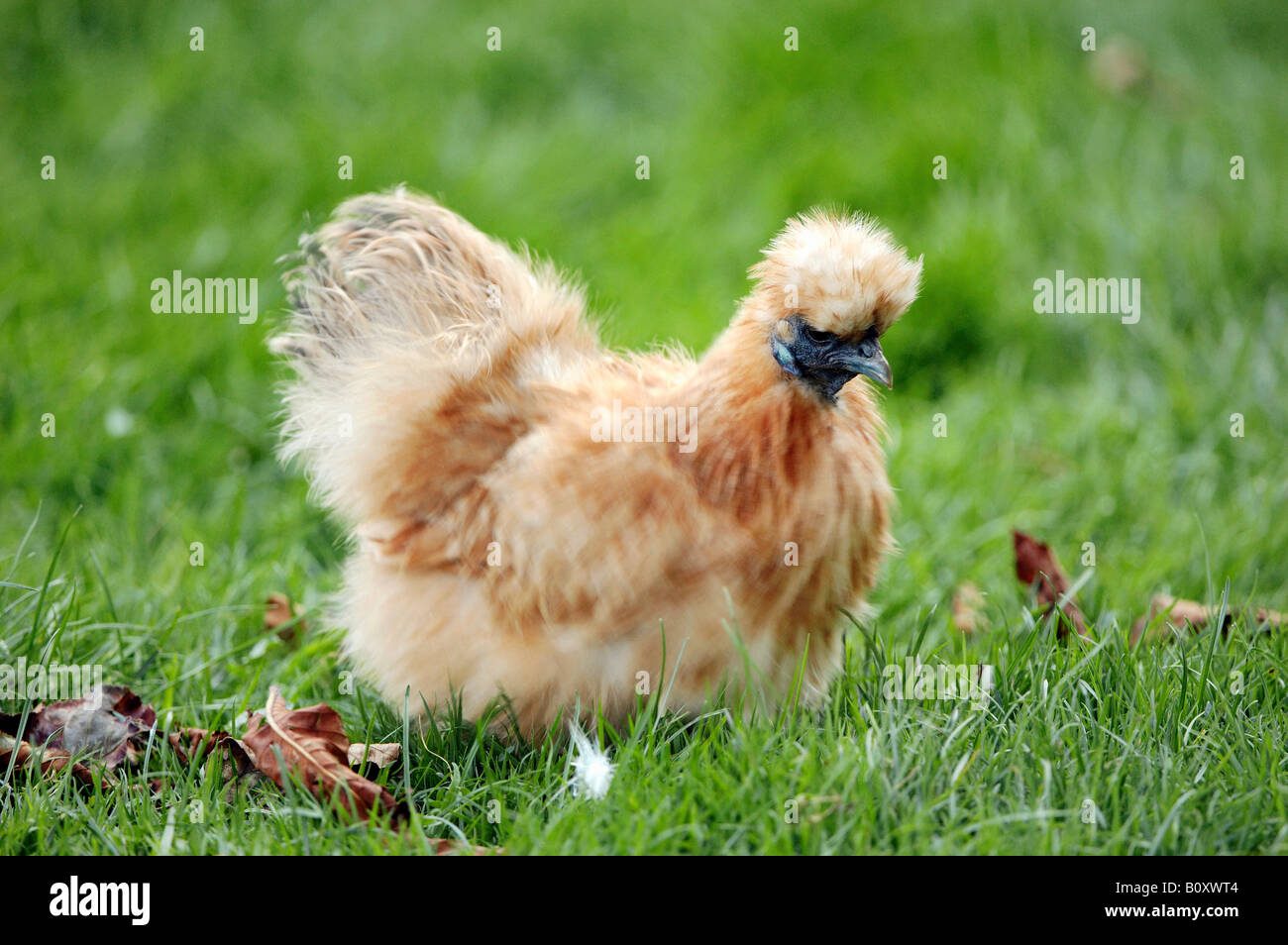 Silkie fowl hi-res stock photography and images - Alamy