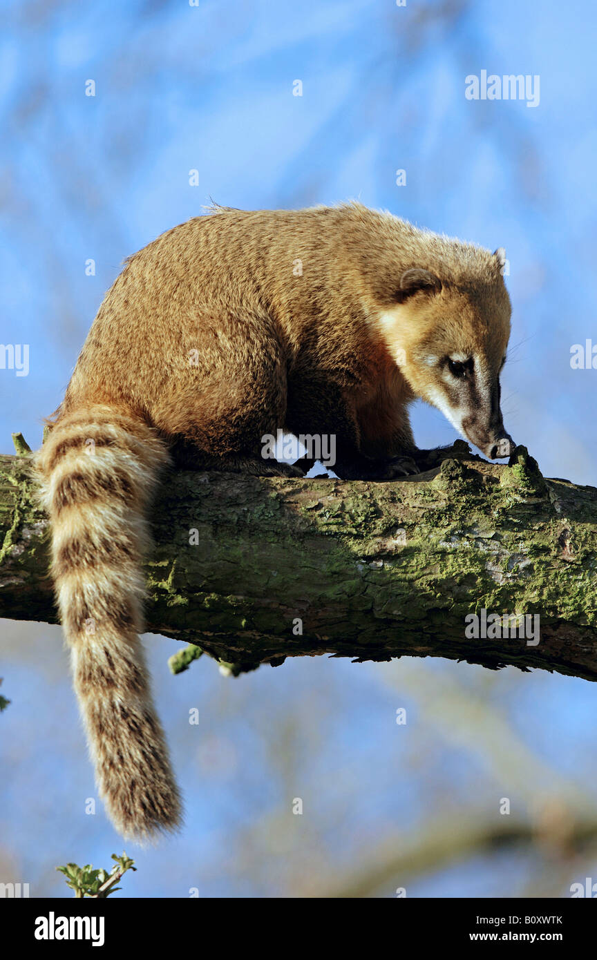 Coati strip hi-res stock photography and images - Alamy