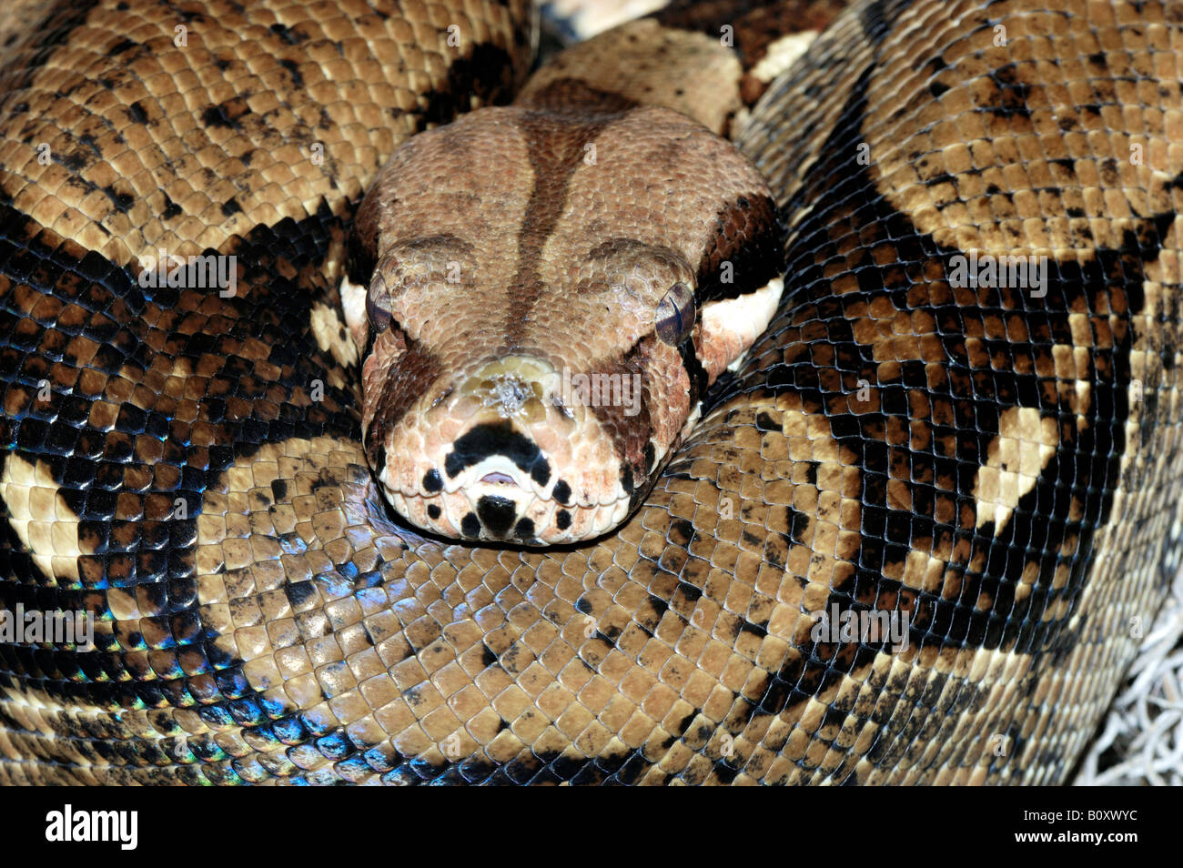 Coiled Serpent High Resolution Stock Photography and Images - Alamy