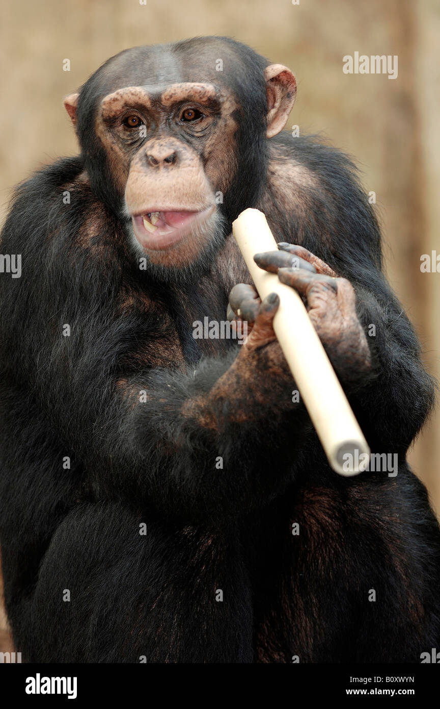 Chimpanzee With Stick High Resolution Stock Photography and Images - Alamy