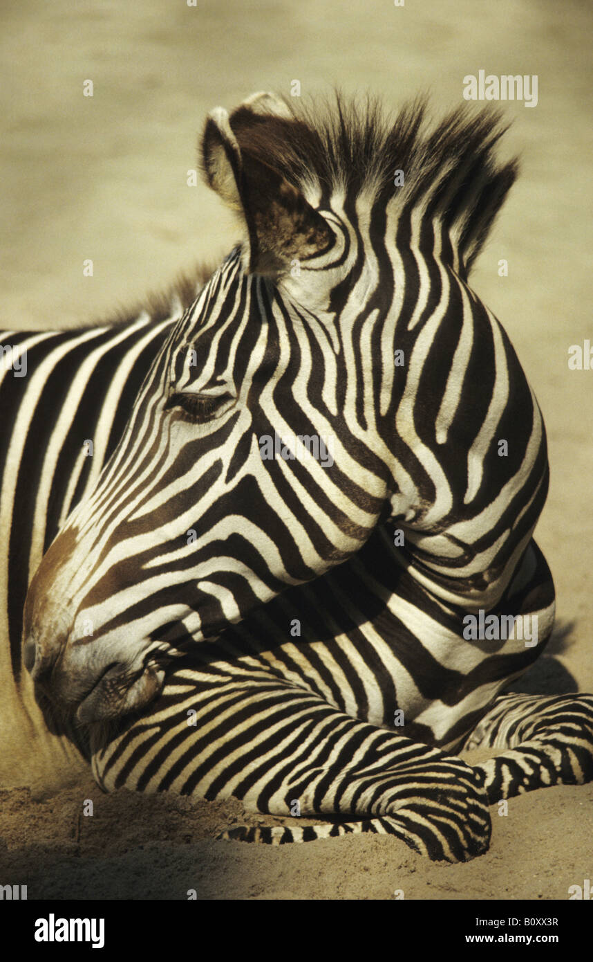 Zebra looking back hi-res stock photography and images - Alamy