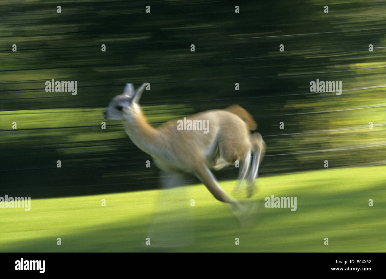 guanaco (Lama guanicoe), pup, running Stock Photo - Alamy