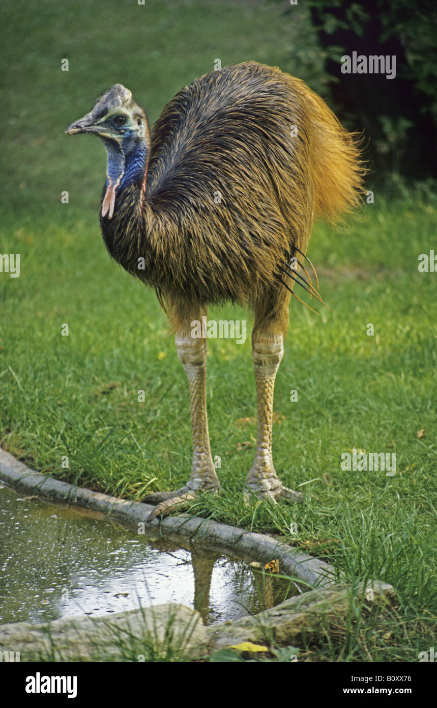 dobble-wattled cassowary (Casuarius casuarius), front view Stock Photo ...