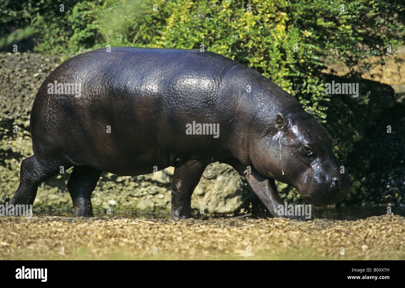 pygmy hippopotamus (Choeropsis liberiensis, Hexaprotodon liberiensis ...