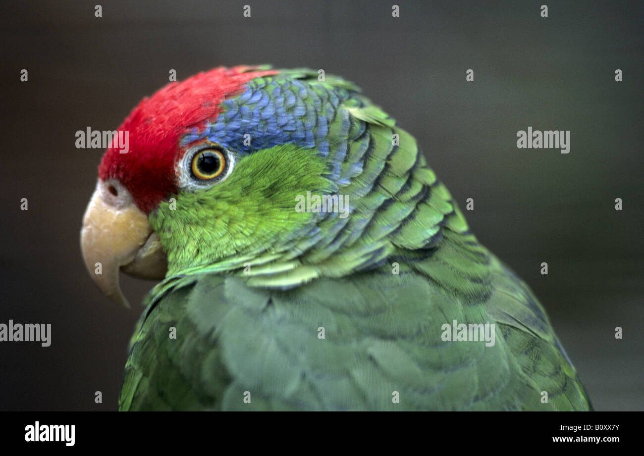 green-cheeked amazon (Amazona viridigenalis), portrait Stock Photo - Alamy