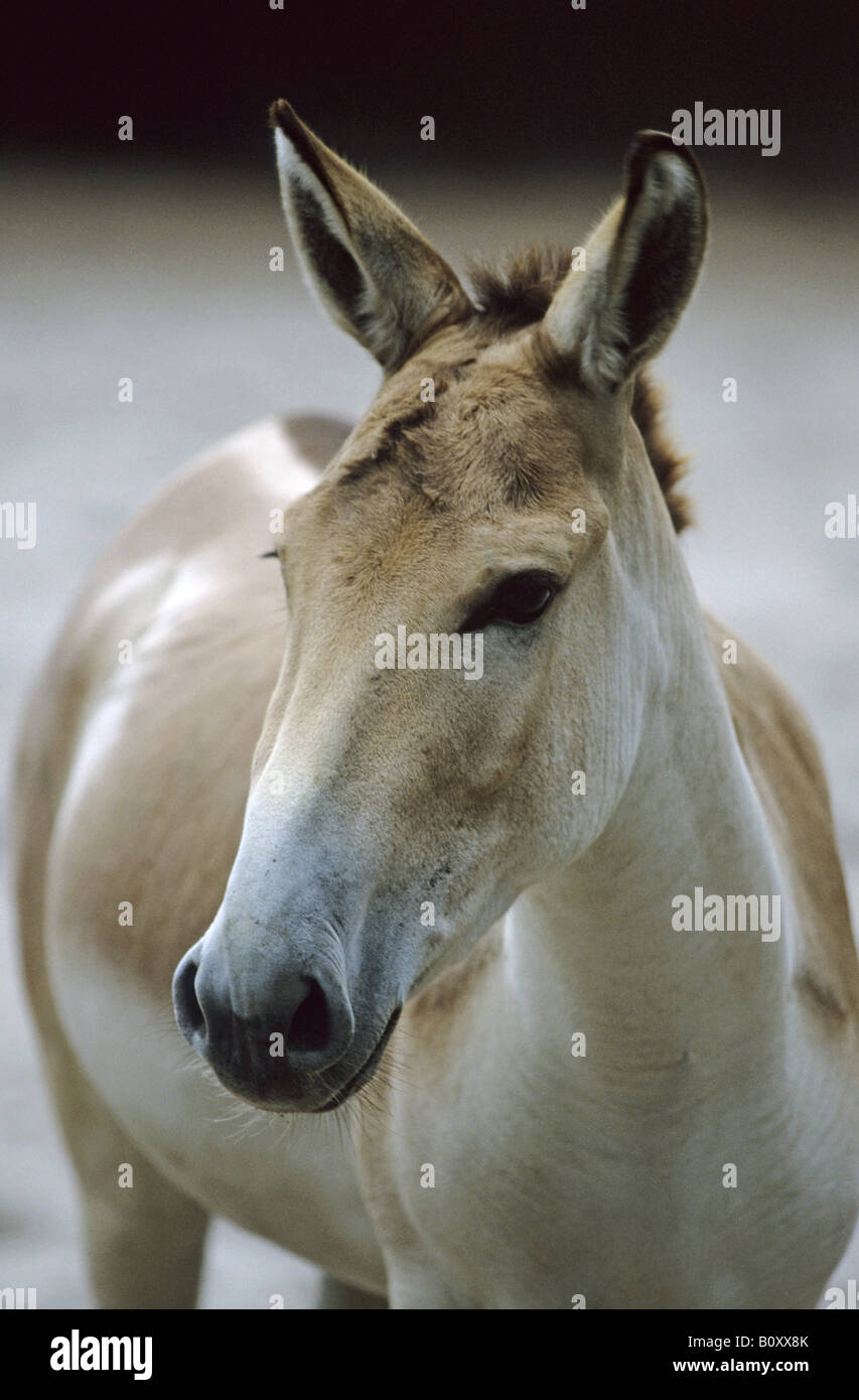 onager (Equus onager, Equus hemionus onager), subspecies of the Asian ...