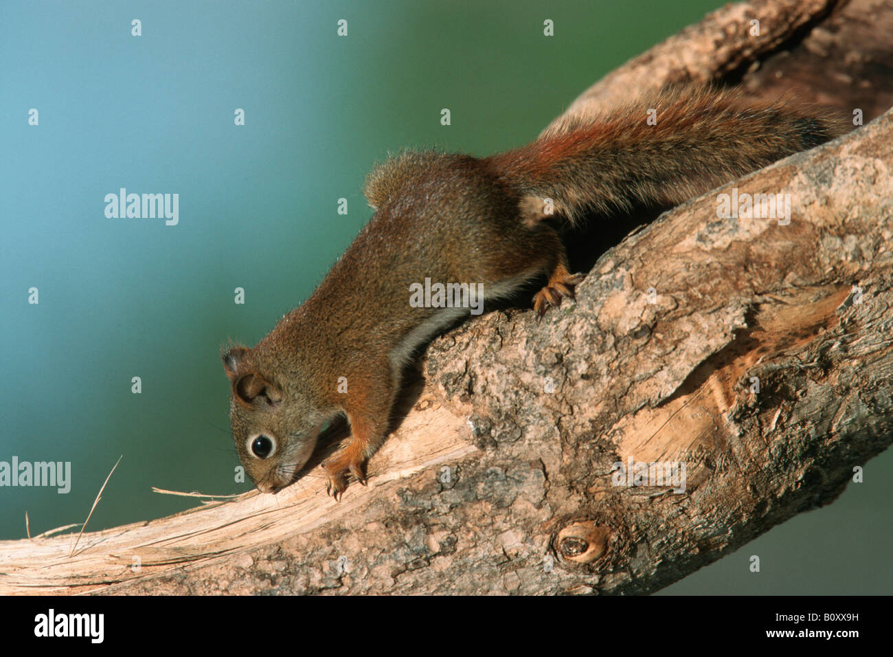 eastern red squirrel, red squirrel (Tamiasciurus hudsonicus), on a twig, USA Stock Photo - Alamy