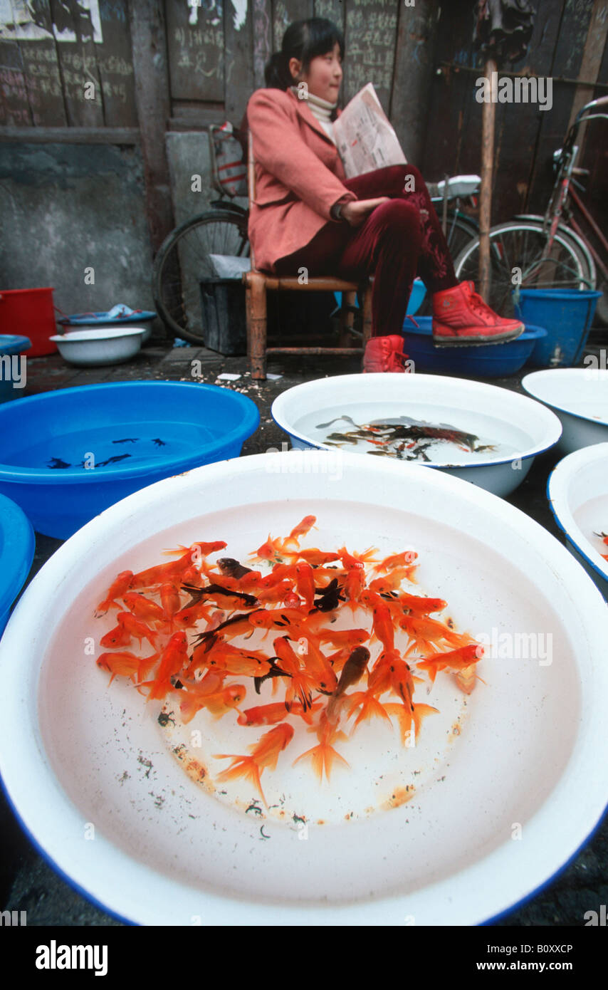 ornamental fishes in Chengdu market, China, Sichuan Stock Photo - Alamy