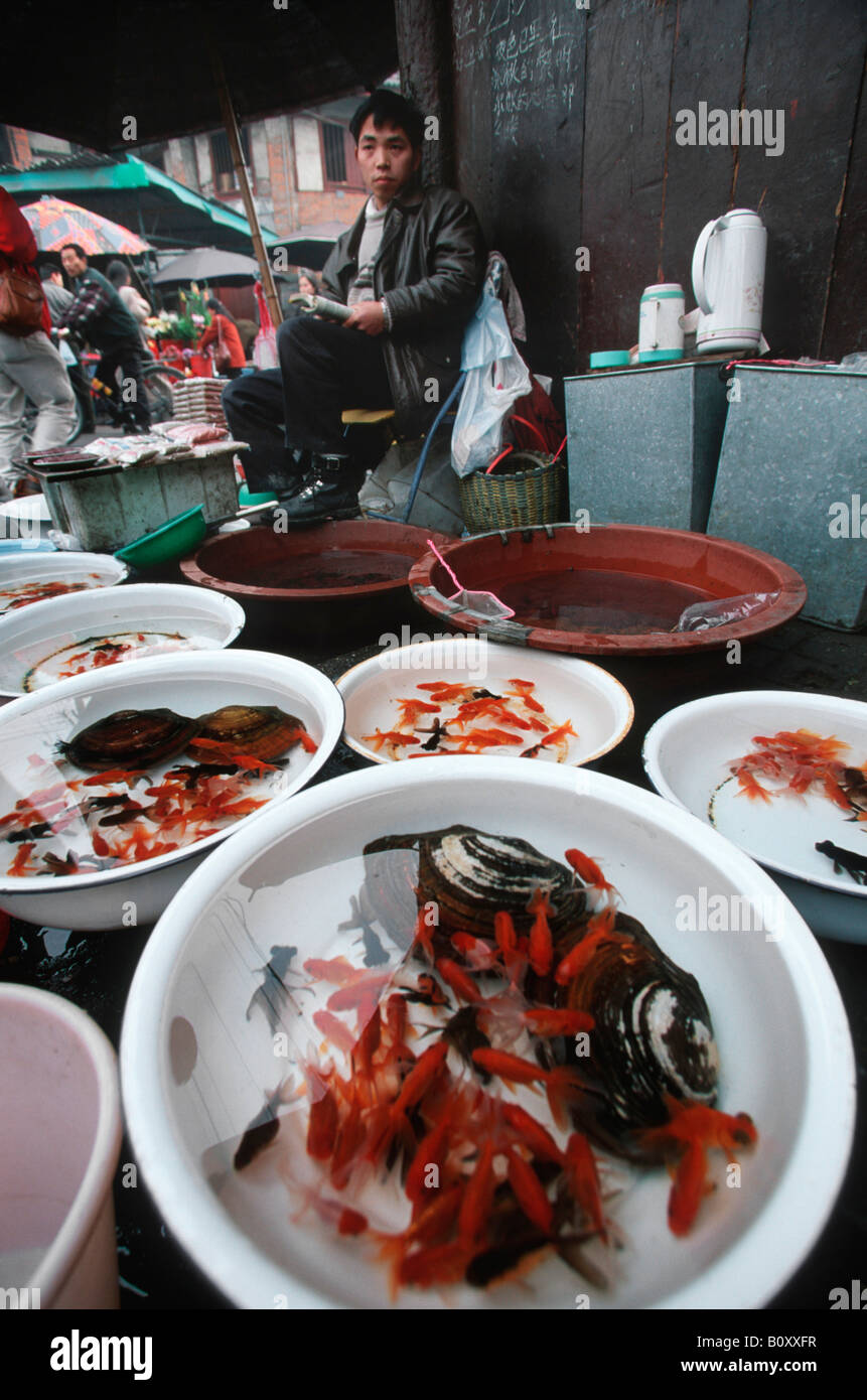 ornamental fishes in Chengdu market, China, Sichuan Stock Photo - Alamy