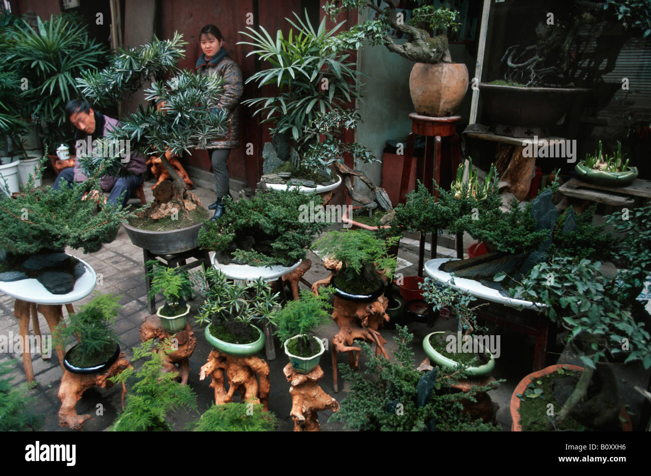 Ornamental plants in chengdu market hi-res stock photography and images ...