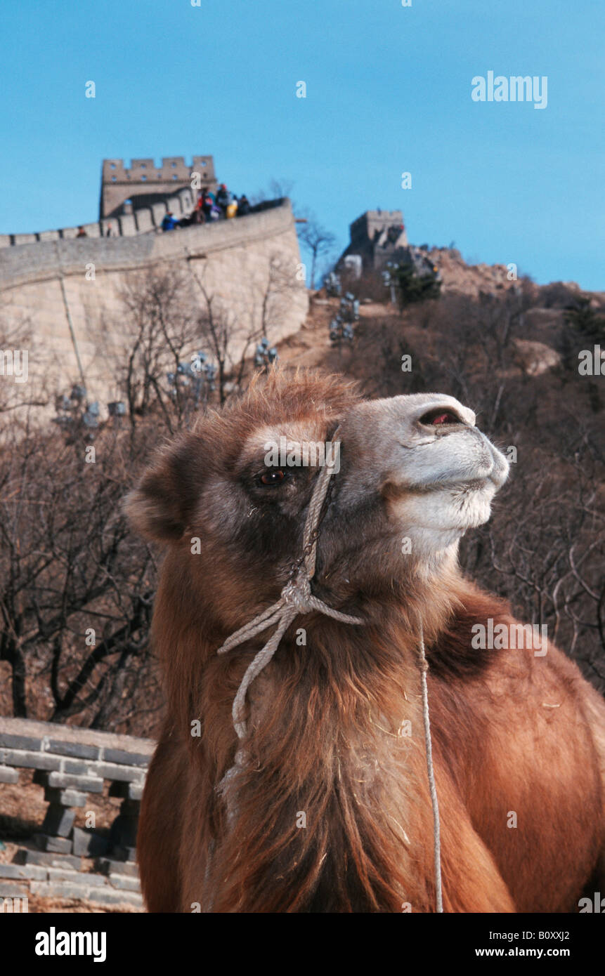 Bactrian camel, two-humped camel (Camelus bactrianus), camel at the ...