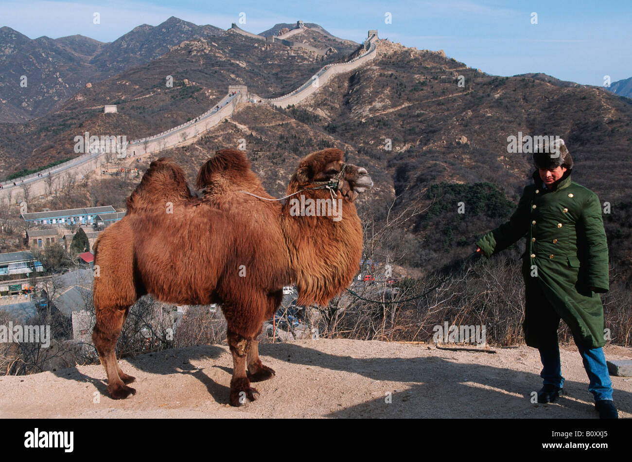 Bactrian camel, two-humped camel (Camelus bactrianus), camel at the ...