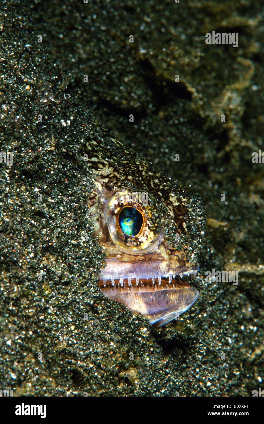 Lizardfish indonesia hi-res stock photography and images - Alamy