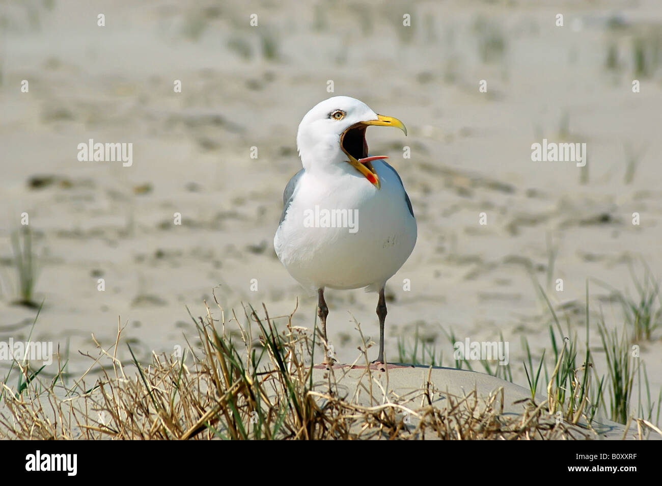 Tired seagull hi-res stock photography and images - Alamy