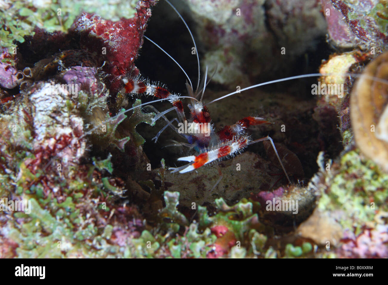 Red banded coral shrimp hi-res stock photography and images - Alamy