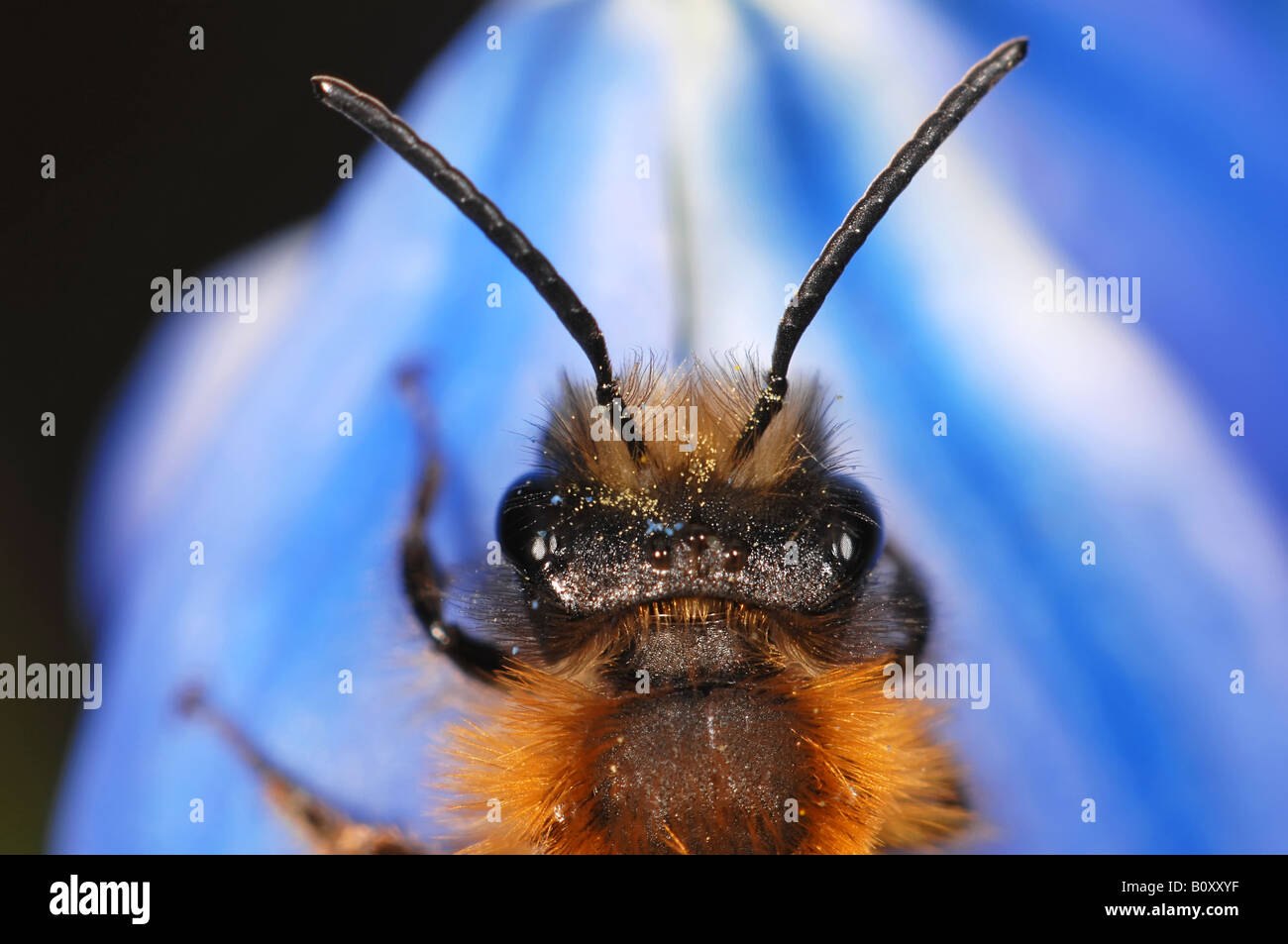mining bees, burrowing bees (Andrenidae), Colourful portrait of a sand ...