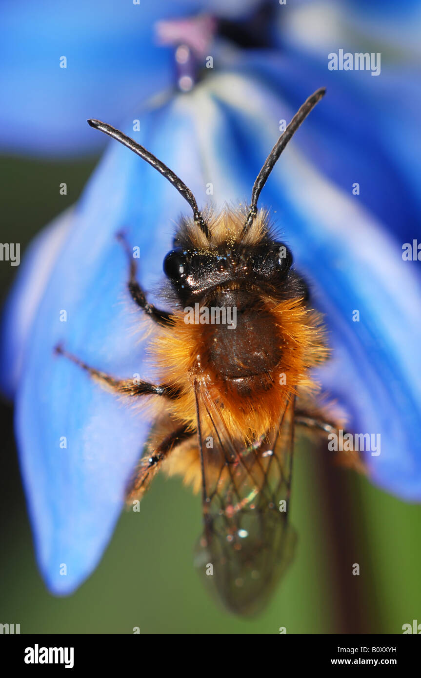 mining bees, burrowing bees (Andrenidae), Colourful portrait of a sand ...