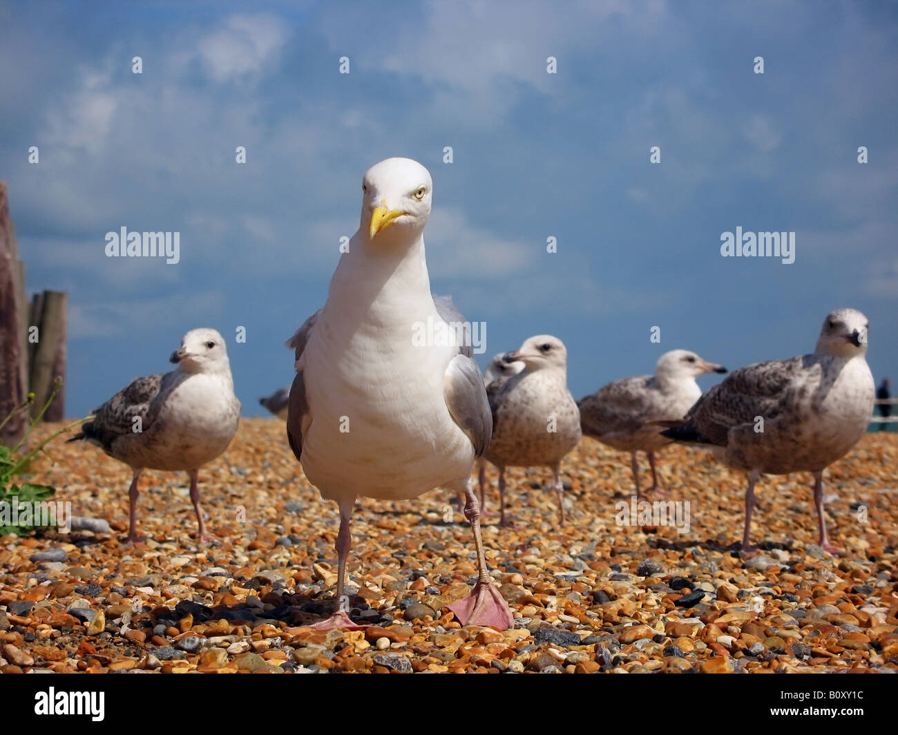 herring gull (Larus argentatus), gang of seagull hooligans with their ...