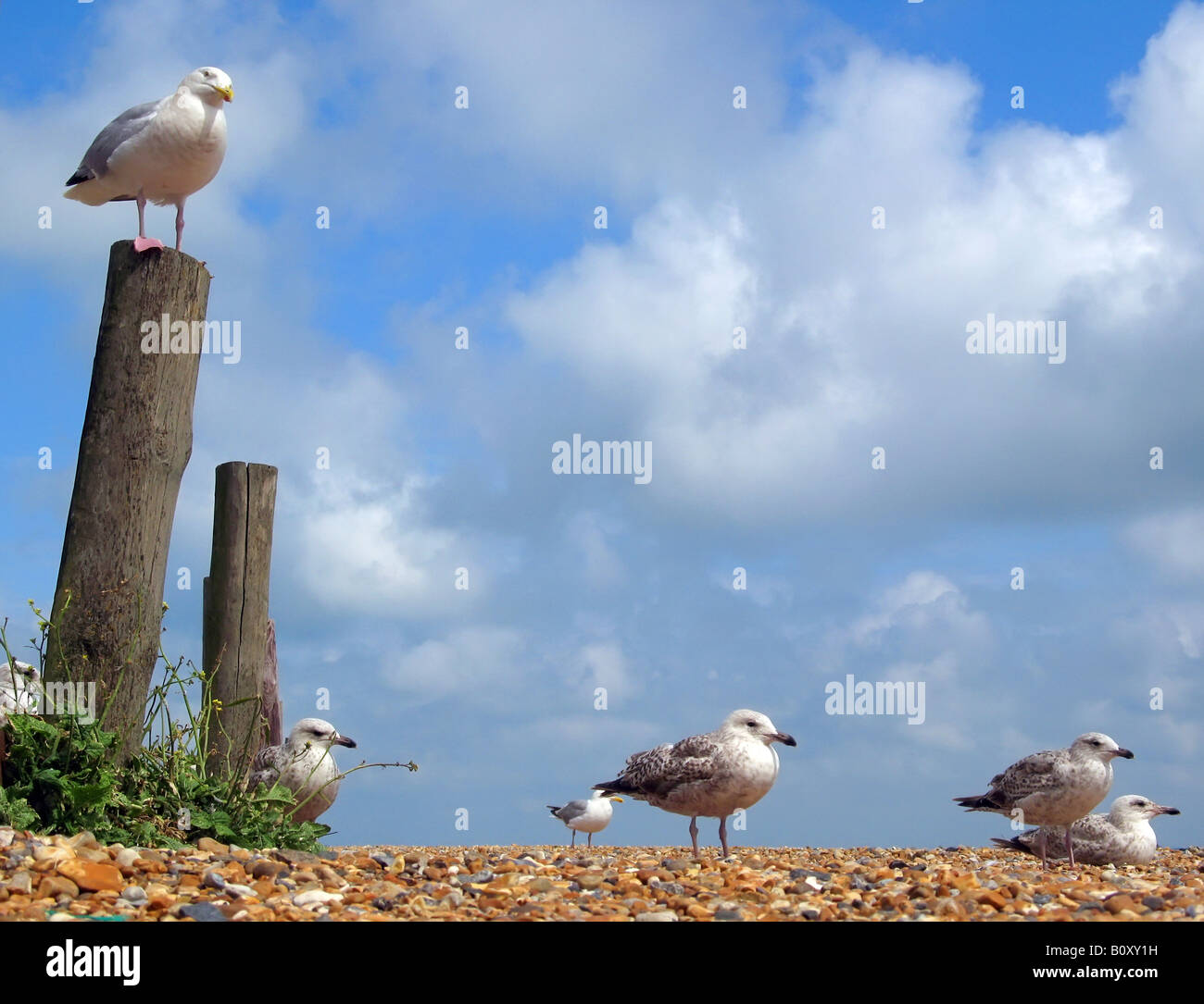 6 seagulls hi-res stock photography and images - Alamy