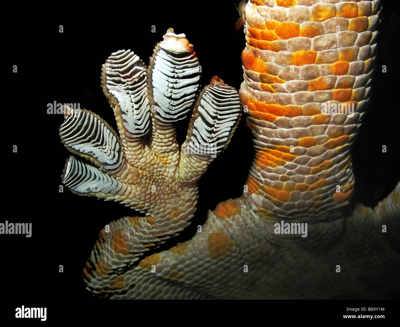 Bottom of foot anatomy hi-res stock photography and images - Alamy