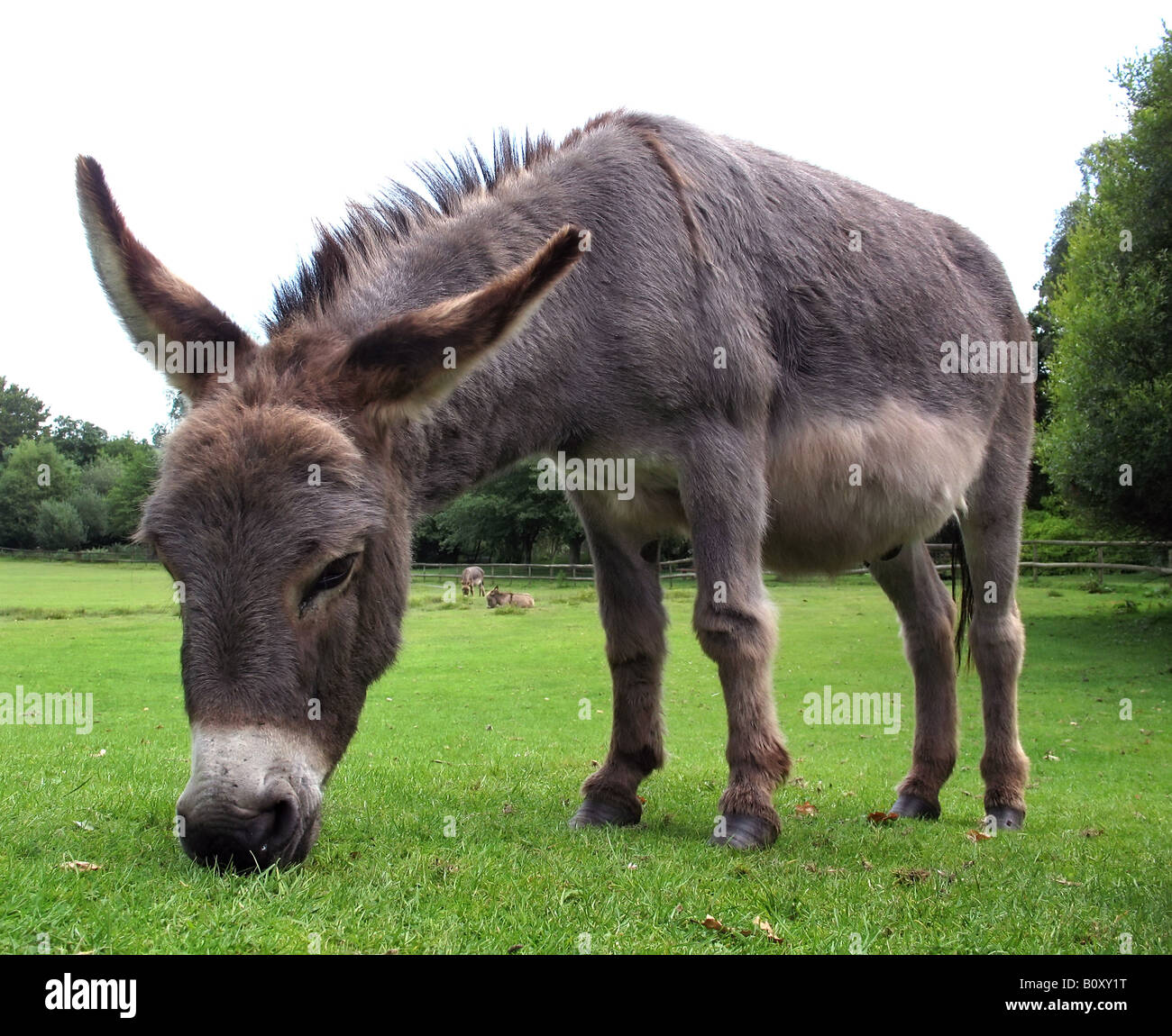 domestic donkey (Equus asinus f. asinus), A grazing donkey Stock Photo ...