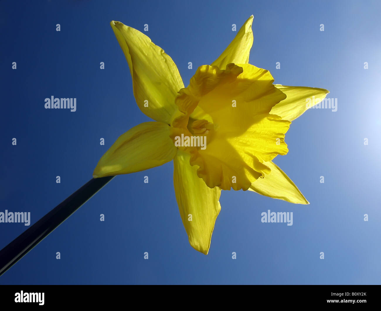 common daffodil (Narcissus pseudonarcissus), blossom against blue sky ...