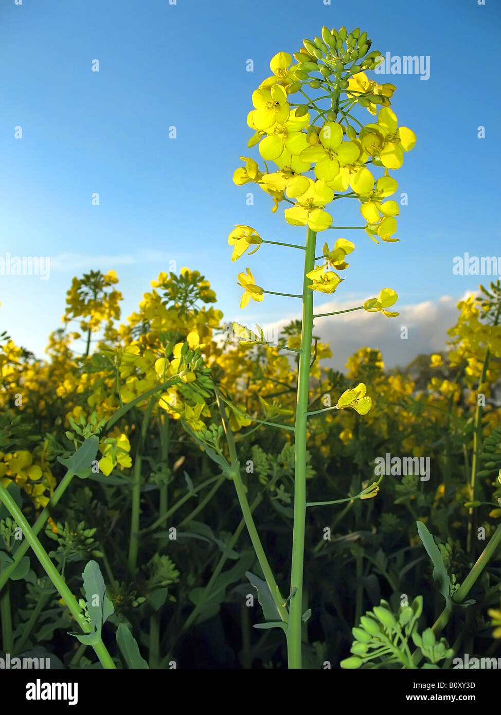 rape, turnip (Brassica napus), inflorescence Stock Photo - Alamy