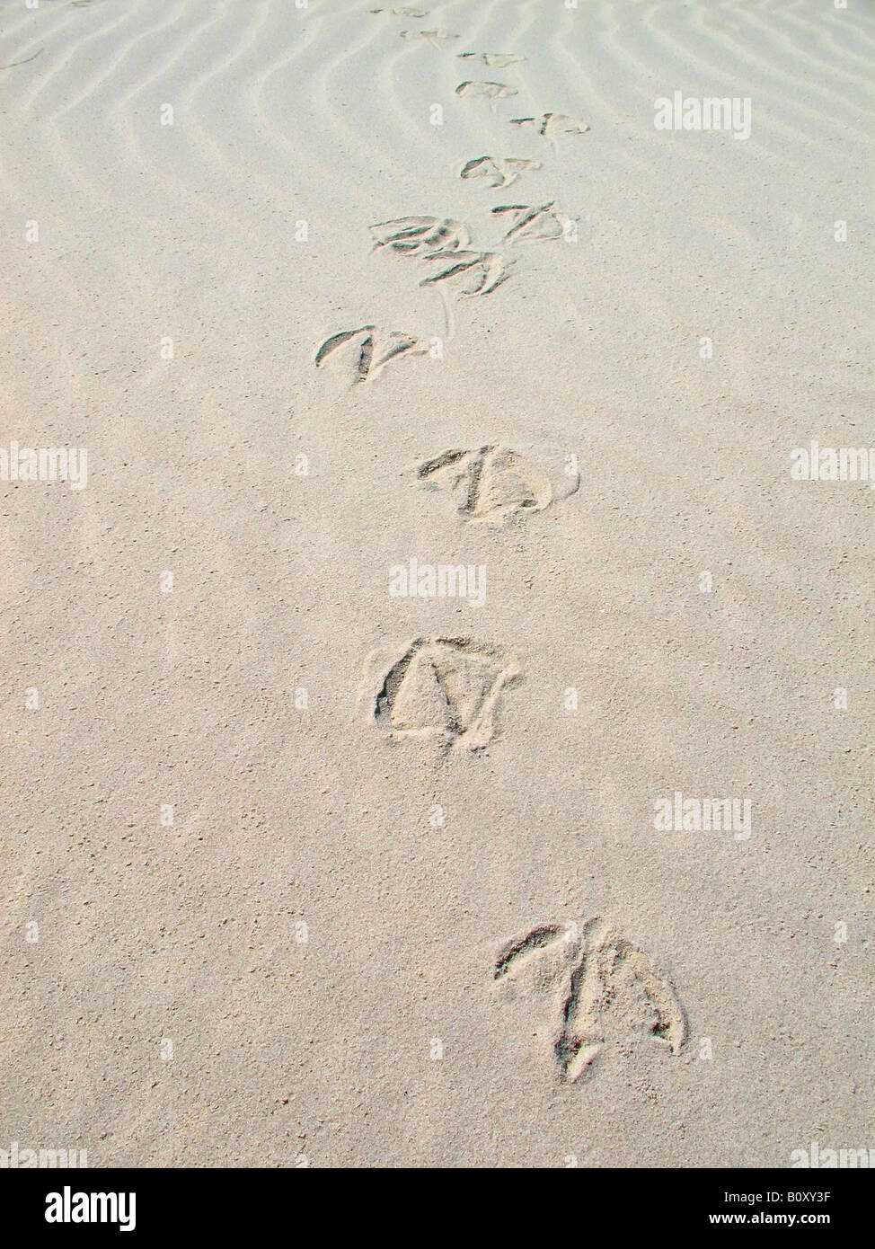Traces beach sand tracks desert hi-res stock photography and images - Alamy