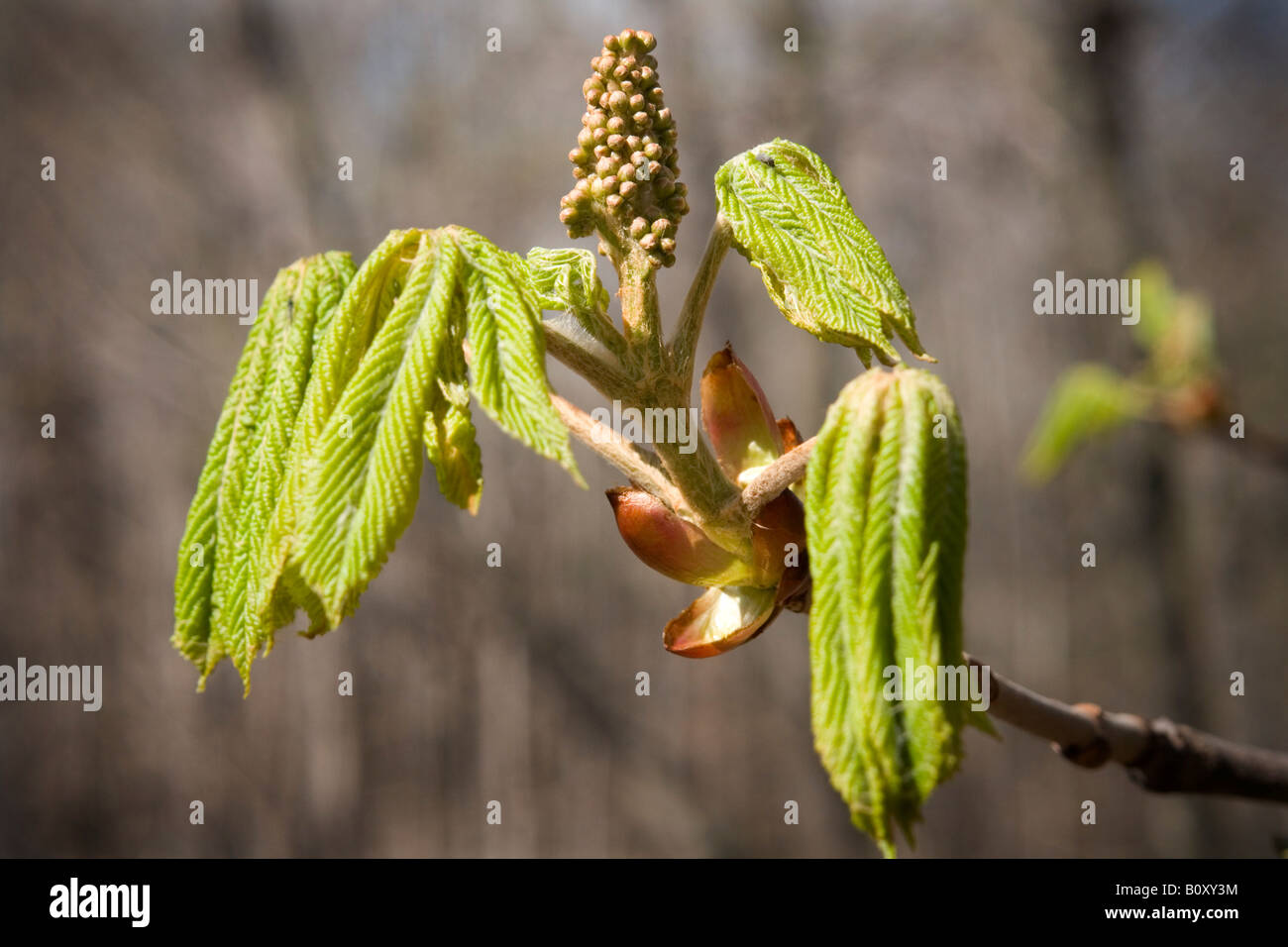 Spring Emerging Flower And Leaf High Resolution Stock Photography and ...