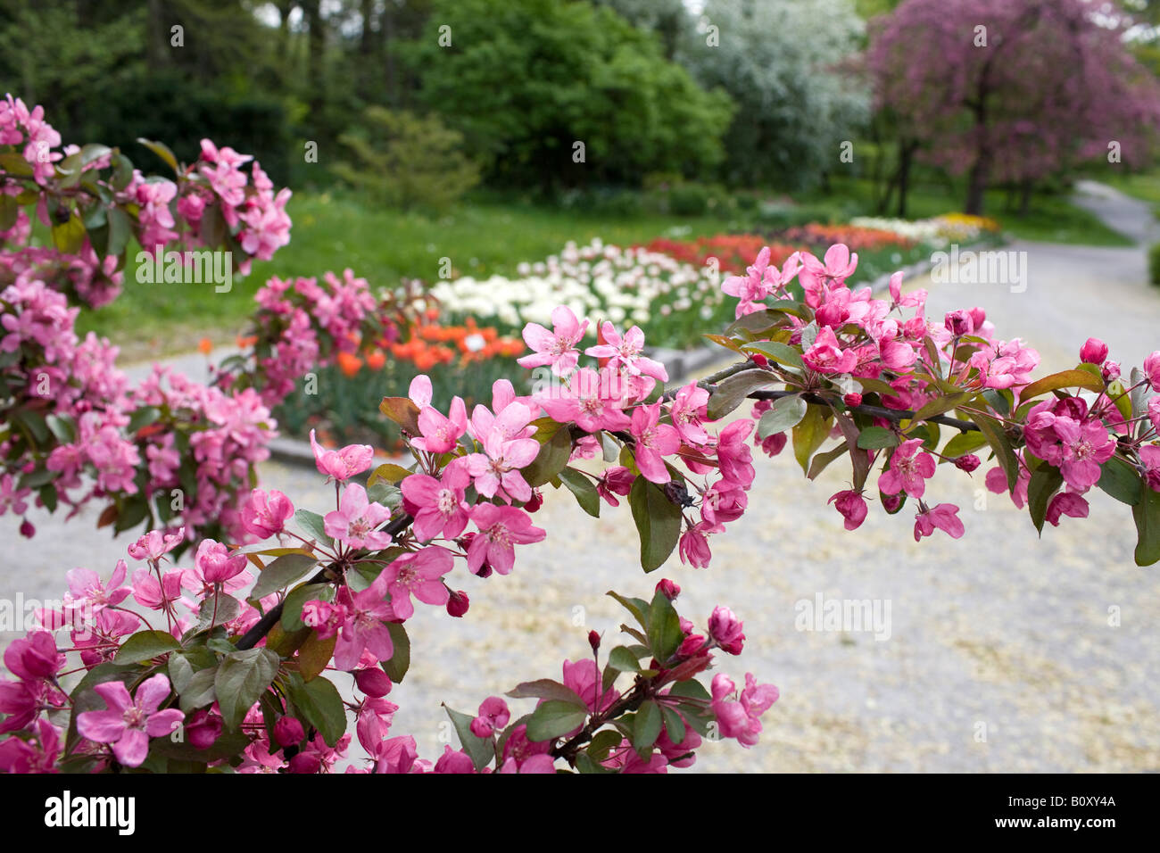 Crabapple tree in bloom Stock Photo - Alamy
